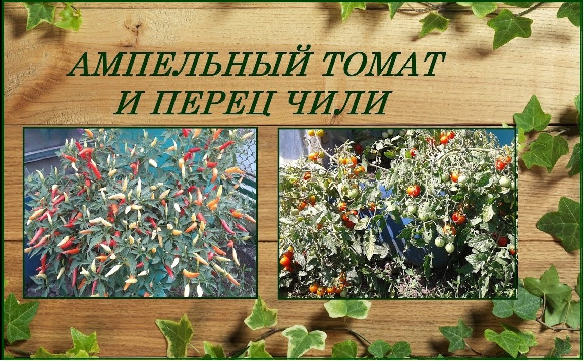 Ампельный томат и перец чили для контейнеров и подвесных корзин