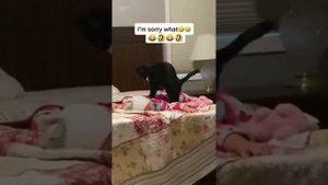 Массаж от котэ