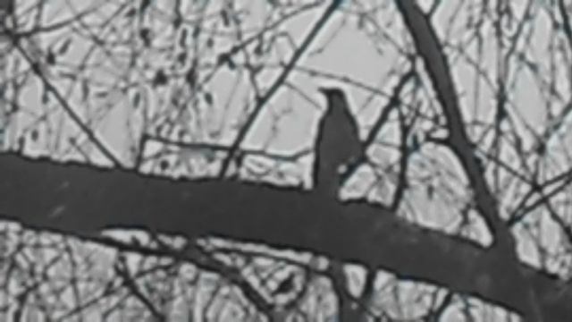 Ворона в ветвях 356554654 DSCN4931