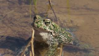 Зеленая жаба (Bufotes viridis)
