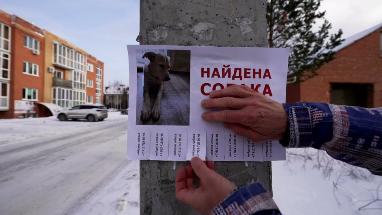 "Найдена собака" трейлер