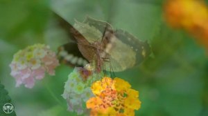 Butterfly Adventures