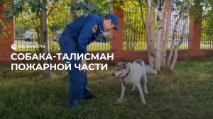 Собака-талисман пожарной части