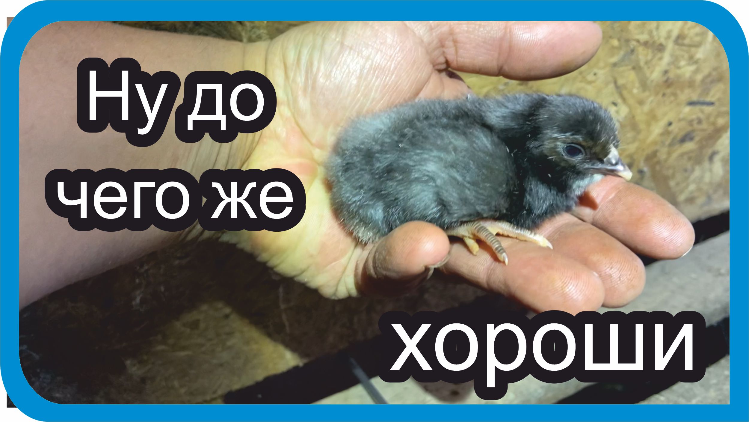 У НАСЕДКИ появились ДЕТКИ