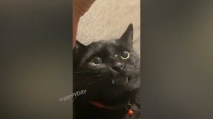 Приколы с животными