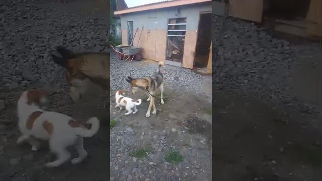 Метис хаски Дейзи приехала на передержку.