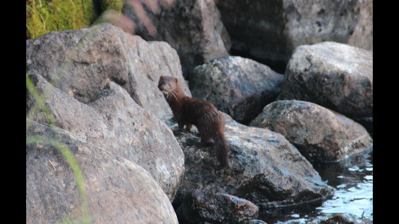 Норки ловят рыбку