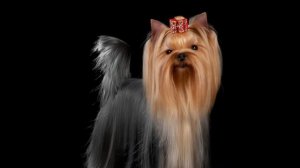 Джениал Соул, Лилу,Genial Soul,Йорк,Йоркширский терьер,Ольга,Yorkshire terrier.wmv