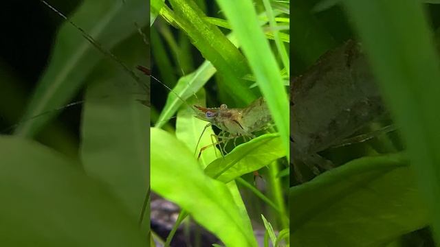 Креветка макробрахиум видео на #rutub