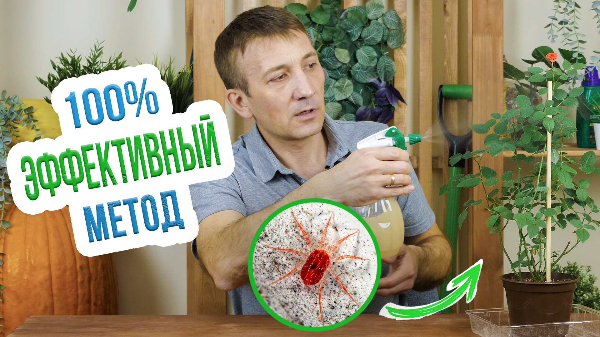 Как 100% избавиться от паутинного клеща? Эффективная борьба с паутинным ...
