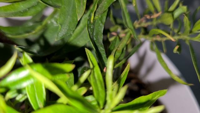 Персидский 8 (обрезка)