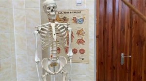 Скелет, отделы и виды скелета. Классификация костей  Строение трубчатой кости. Условные линии тела