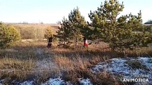 Как Баба Яга и Кикимора за елкой ходили. Коршуновский СК и библиотека