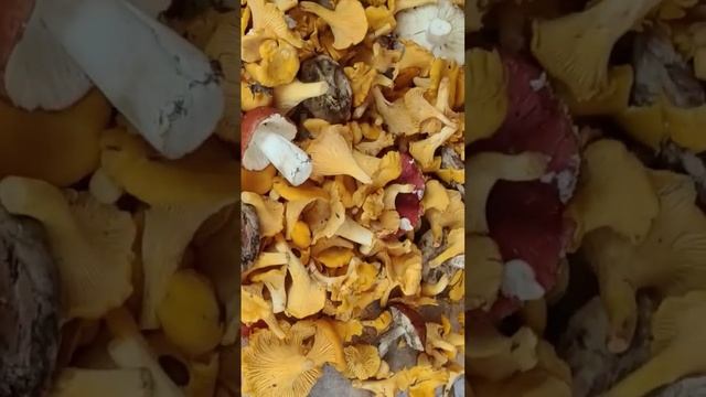 очень много лисичек #mushroom #russia #природа #chanterelles #грибы #готовка #топчик