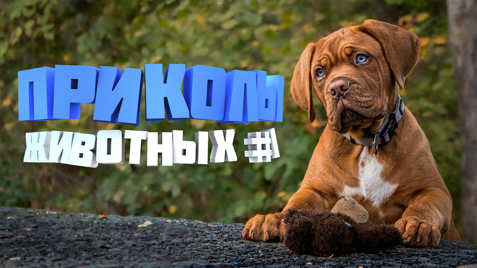 Видео нарезка прикольных домашних питомцев