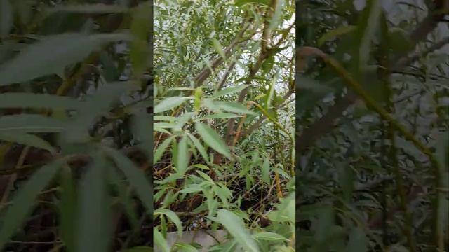 Тальник или ива? Это какое дерево прямо в воде растёт? В пруду