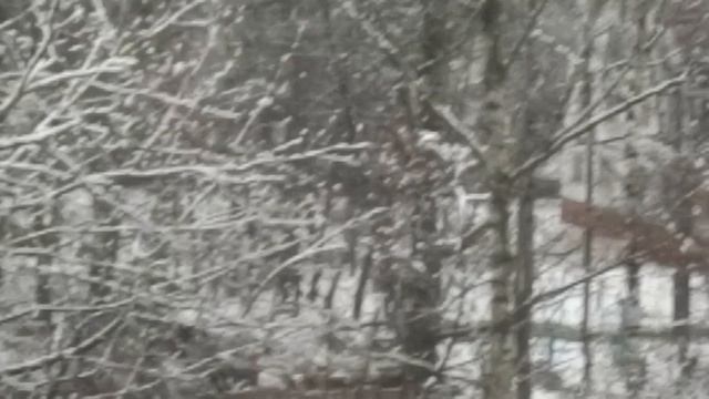 Белочка пришла 765578 VID_20231221_092511