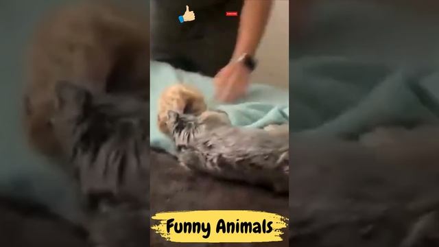 Смешные Животные