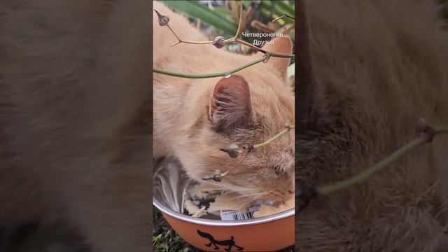 Забрала бездомного кота с заправки домой🥹 #ставрополь #помощьживотным