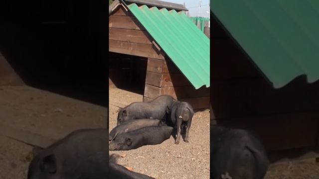 Зоопарк Хрюшки