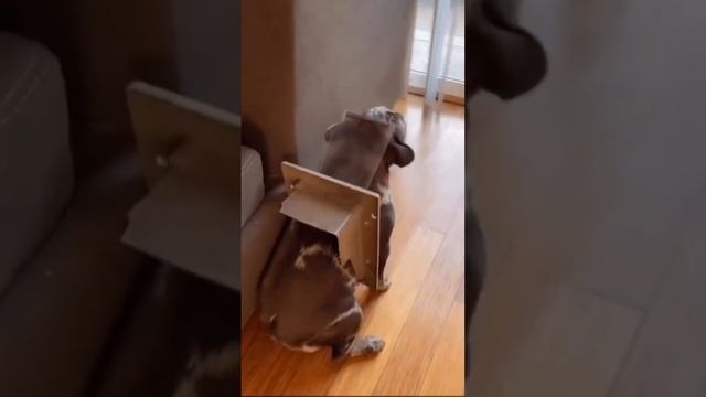Когда через неделю приехал от бабушки ? #мем #юмор #смех #ржач #прикол #мемас #ржака #приколюха
