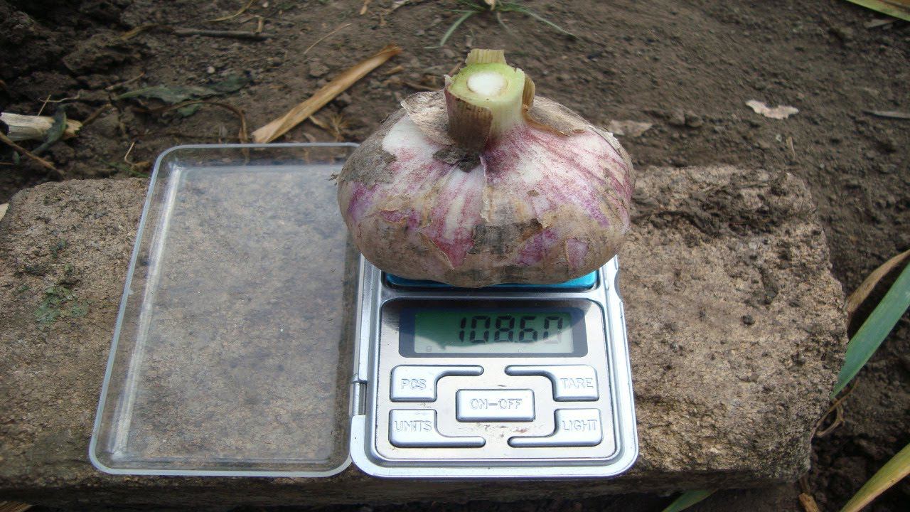 ЧЕМ РАНО ВЕСНОЙ   ПОДКОРМИТЬ ЧЕСНОК. КАКОЕ УДОБРЕНИЕ ВЫБРАТЬ ДЛЯ РАННЕВЕСЕННЕЙ ПОДКОРМКИ ЧЕСНОКА.