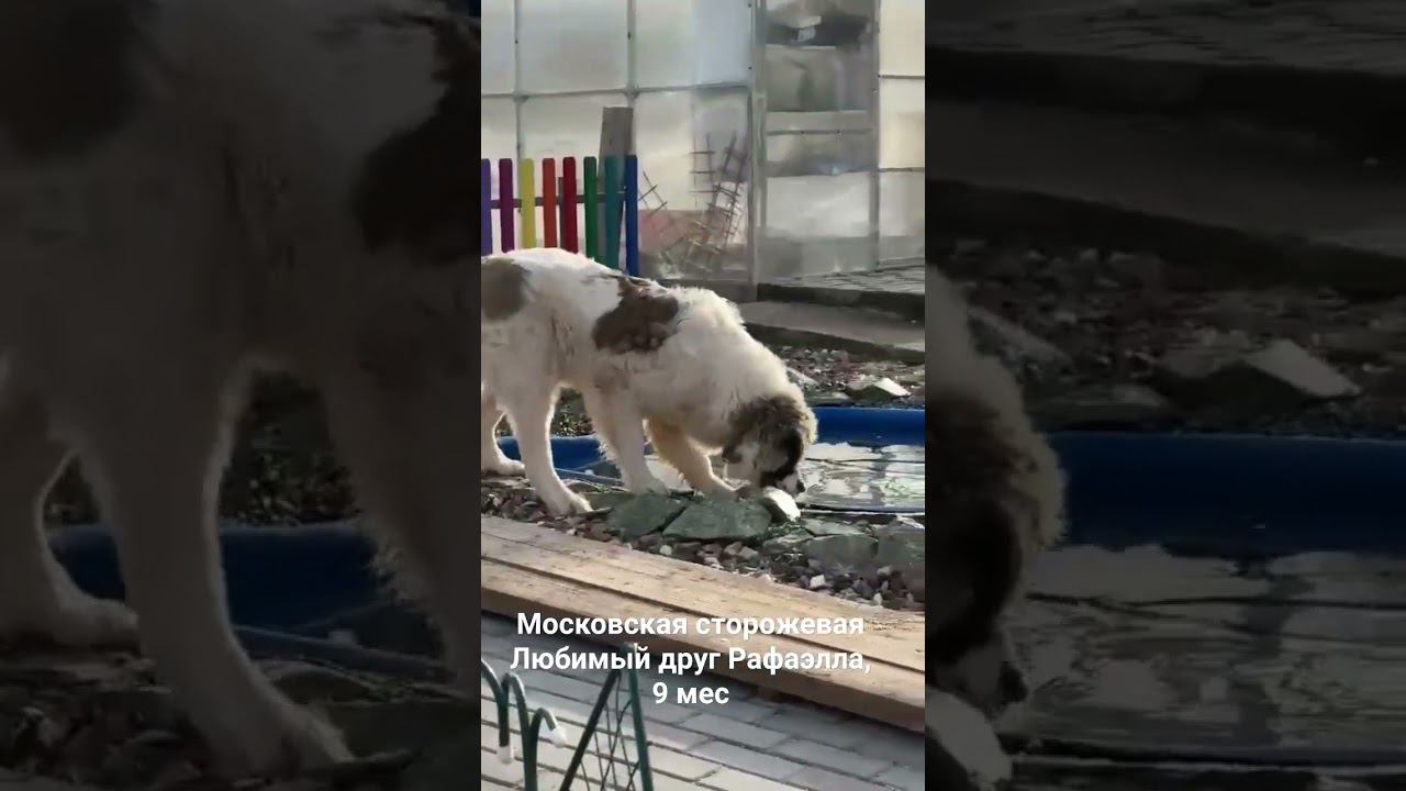 Московская сторожевая Любимый друг Рафаэлла