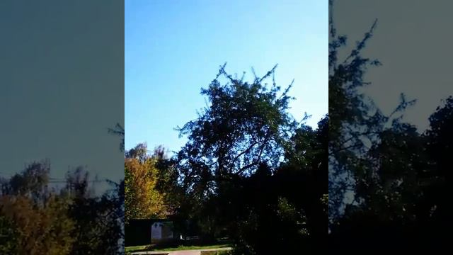 Листья желтые над городом кружатся)))