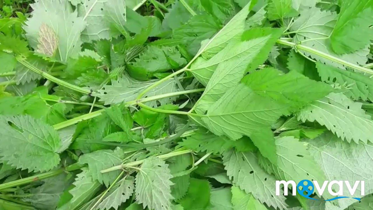 Витаминная добавка к пище  уткам и курям!