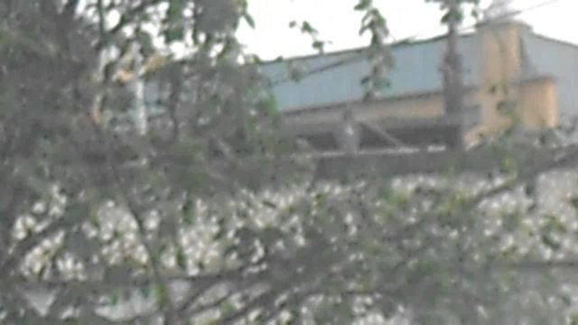 Без звука. Голубь на крыше 3456843568