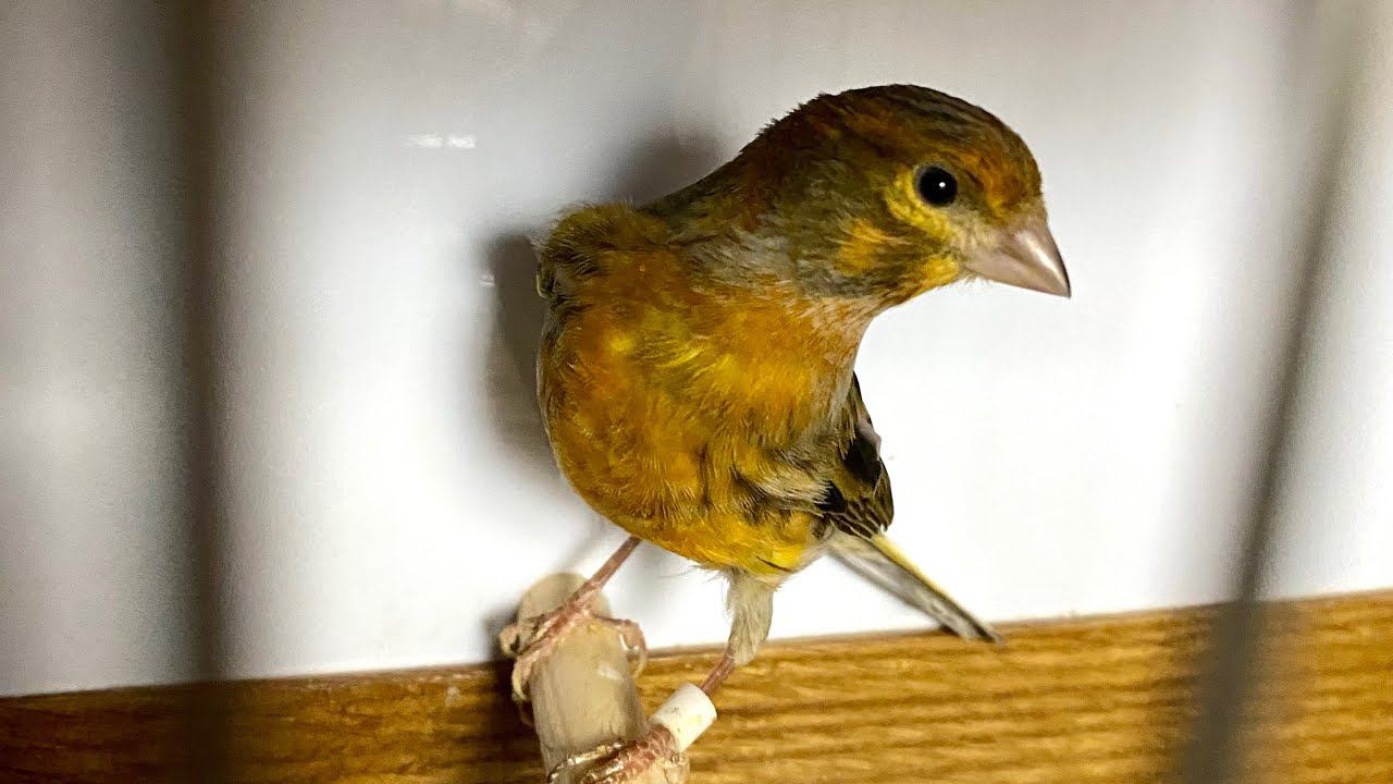 Гибрид Канареечный вьюрок/канарейка 5 месяцев песня