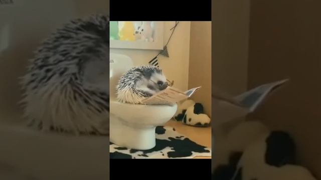 Funny animals 17#Shorts