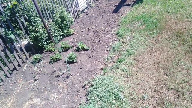 Мой сад ,"Искра"и жидкое мыло против тли.