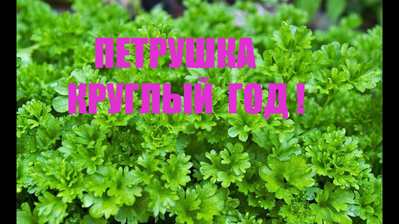 КАК СОХРАНИТЬ  ПЕТРУШКУ И ДРУГИЕ ЛИСТОВЫЕ ОВОЩИ  ДОЛГО .ПЕТРУШКА КРУГЛЫЙ ГОД