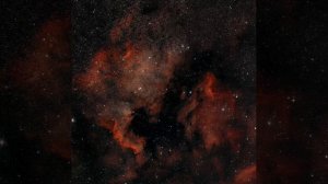 Северо-Американский Пеликан