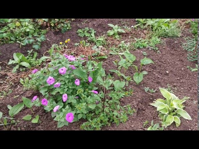 ОЧЕРЕДНЫЕ НОВОСТИ С ДАЧИ (архив 2020 год)