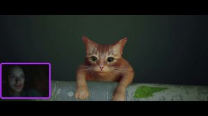 КОТИКИ УРАААААААААААА
