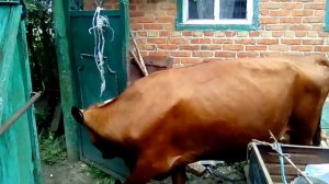Корова открывает сама дверь ) Это невероятно )
