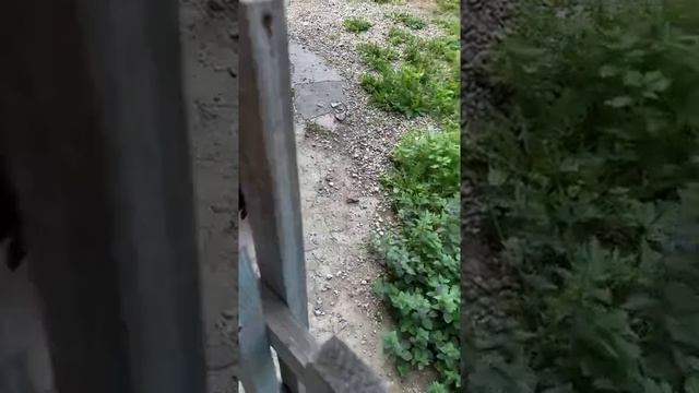 Забег бостонов на короткие дистанции. ?Кто как хочет так и бежит?