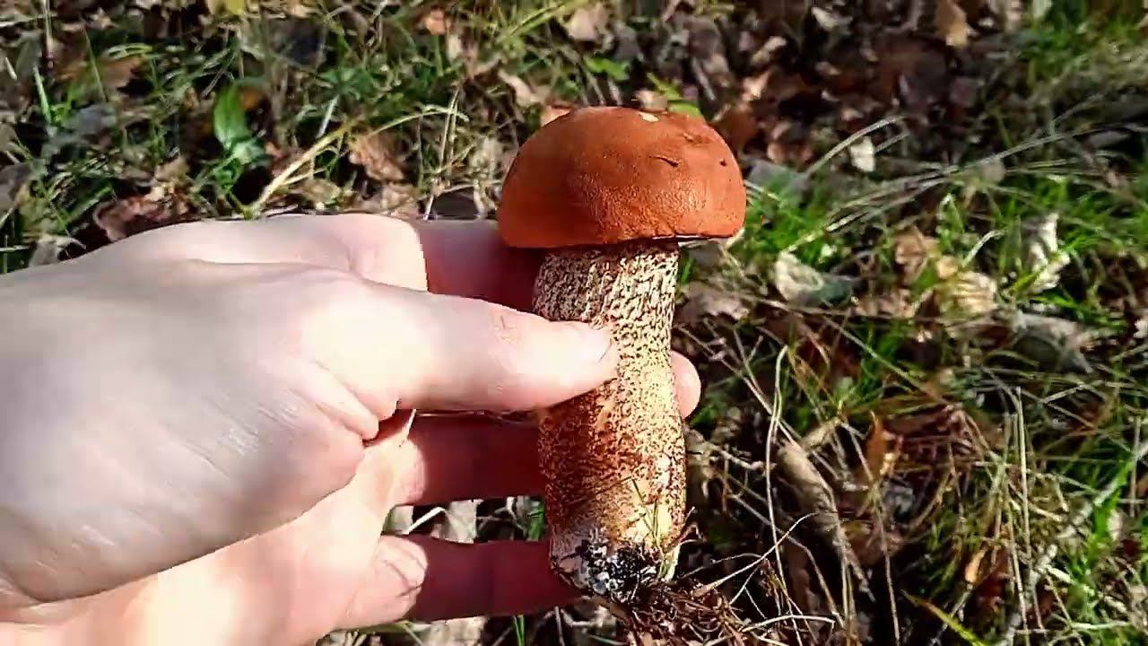 Тихая охота за подосиновиками