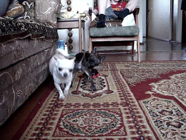 Чихуахуа Л Ореаль и Лакки тайгер для Любимого друга 2010 год