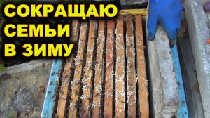 Сокращаю семьи в зиму.