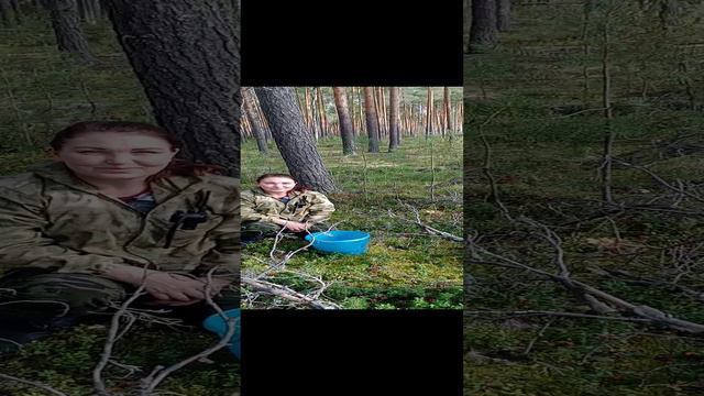 Сбор брусники