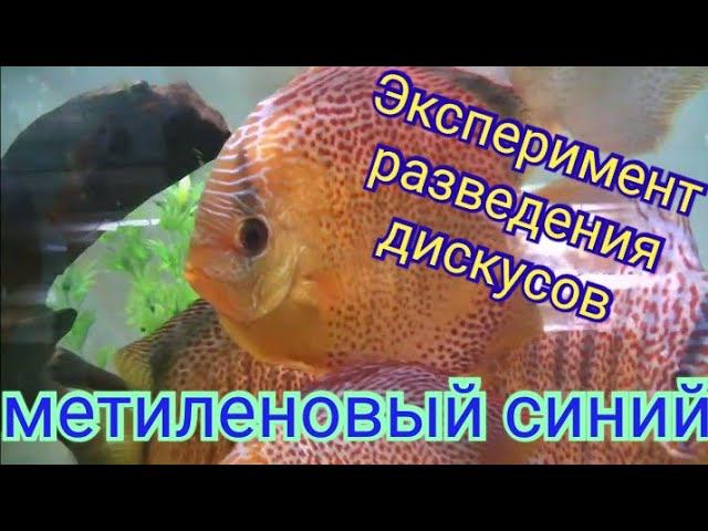Метиленка не для дискусов. Эксперименты разведения.