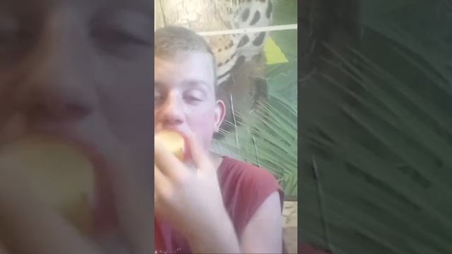 яблоко