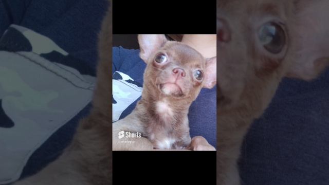 Моника нашла свою семью. #чихуахуа #миничихуахуа #chihuahua #shorts #tiktok #puppy
