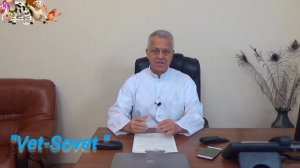 Что делать если у коровы вовремя не отошел ПОСЛЕД?!!!
