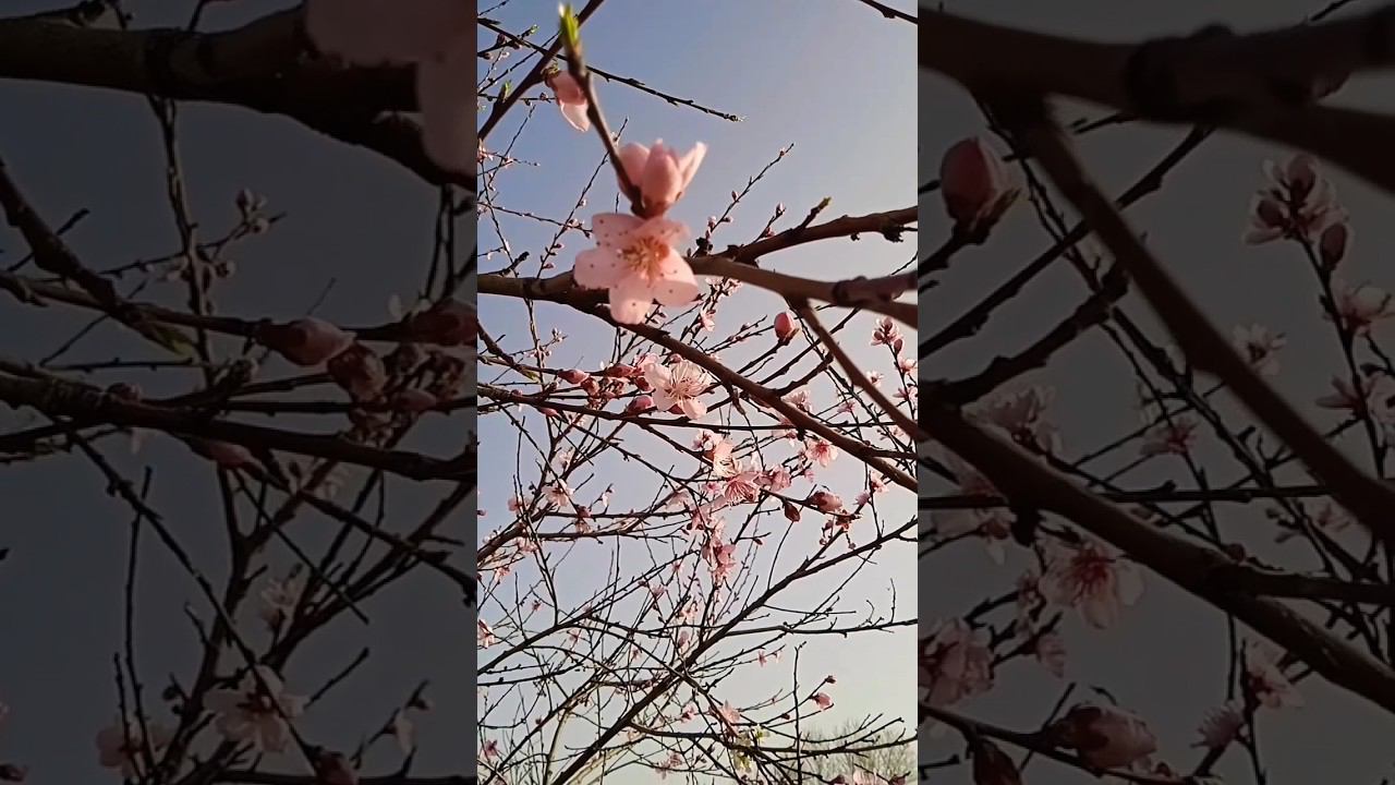 Персики цветут