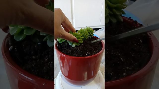 how to repot succulents.