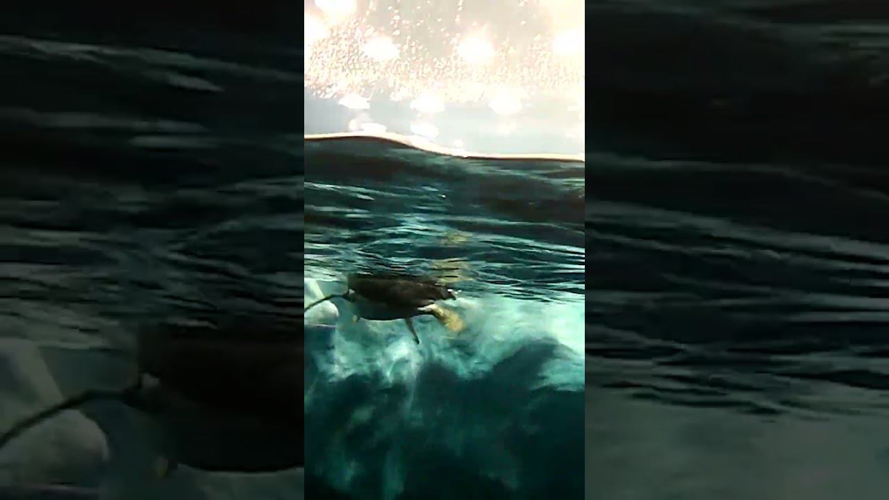 Loro parque, Tenerife, Penguins #shorts